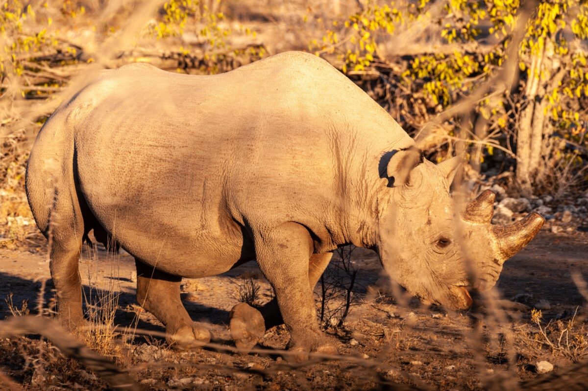 The Best Safaris In Namibia: An Expert Guide By Melanie Van Zyl ...