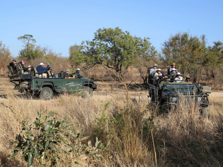 The Best Safaris In Sabi Sands Game Reserve: An Expert Guide - Horizon ...