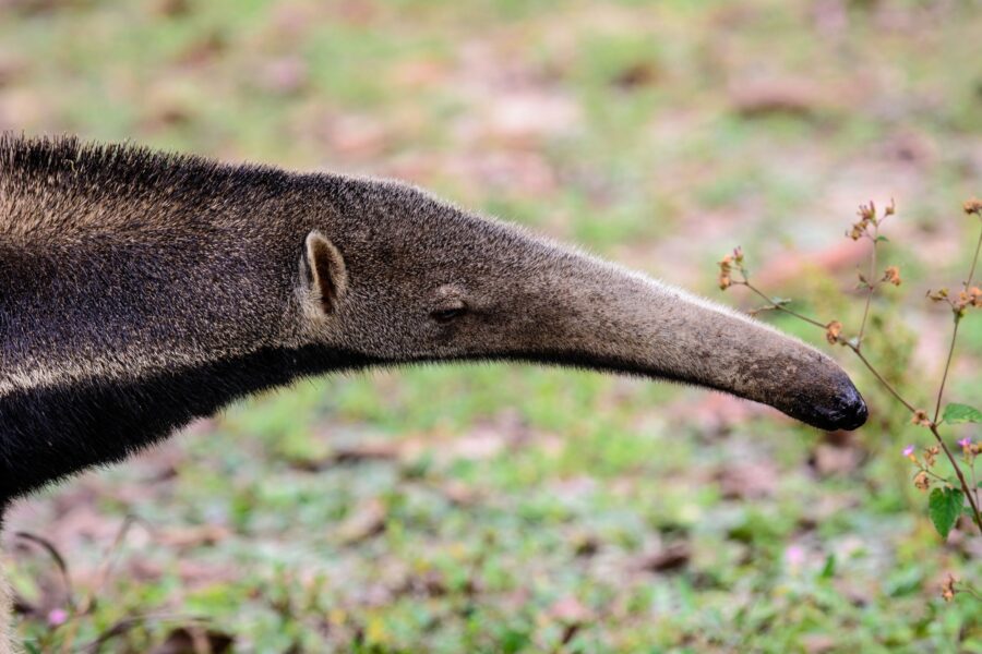 Best Time To Visit The Pantanal - Horizon Guides