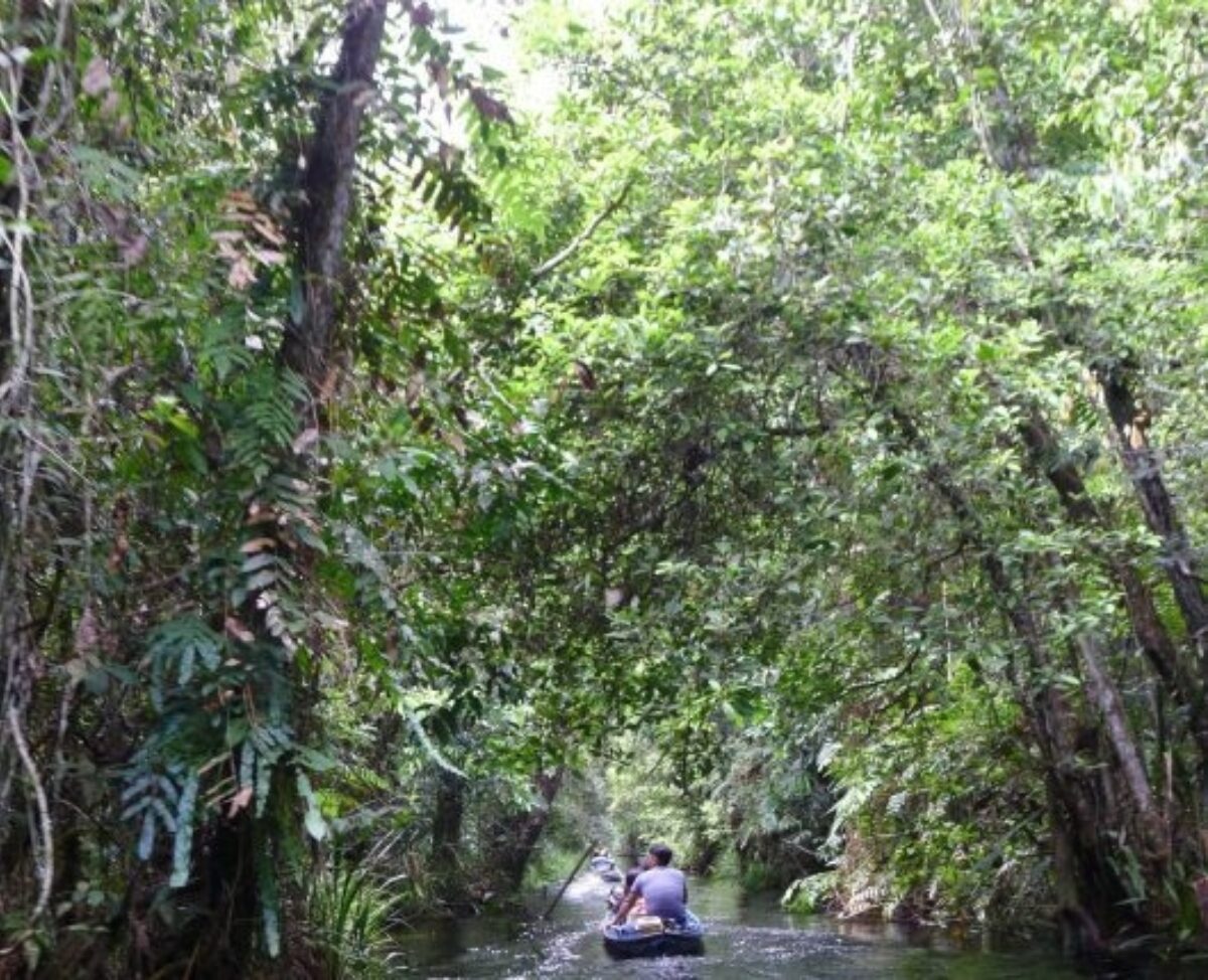 Where To See Orangutans In Indonesian Borneo (Kalimanten) - An Expert ...